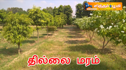 தில்லை மரம் - Siddharbhoomi